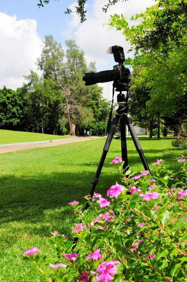 Digital Slr Camera (vertical) Stock Photo - Image of forest, glass ...