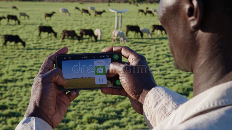 Farmer Managing Cattle with Smart Farming Mobile Application Stock ...
