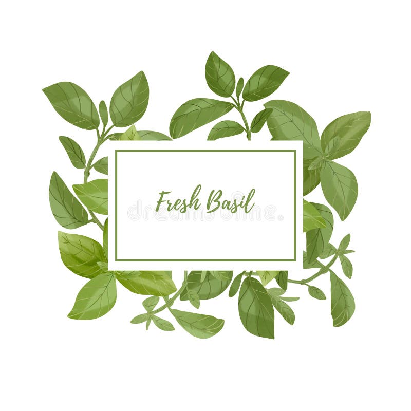 Digital Watercolor Illustration. Label with Fresh Basil Leaves and ...
