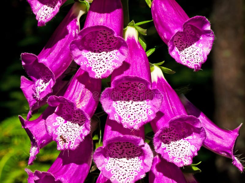 Digitalis garden stock image. Image of field, colors - 15148235