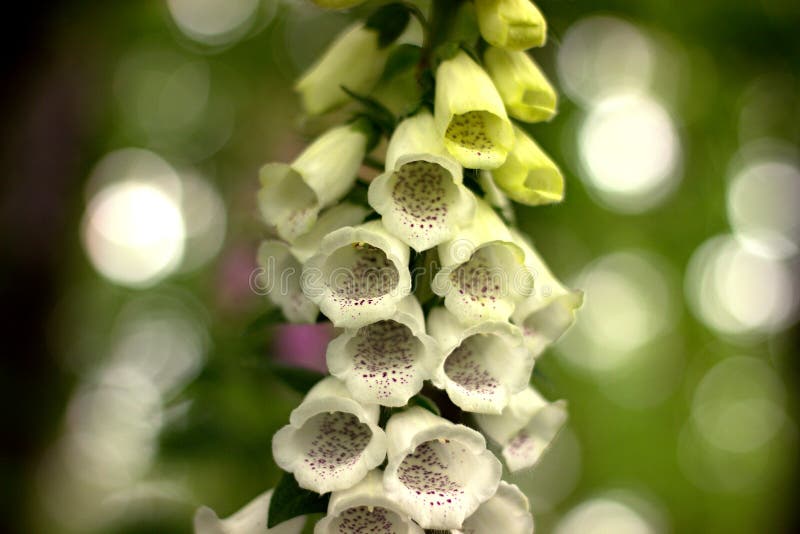 Digitalis stock photo. Image of digitalis, botanical - 56201222