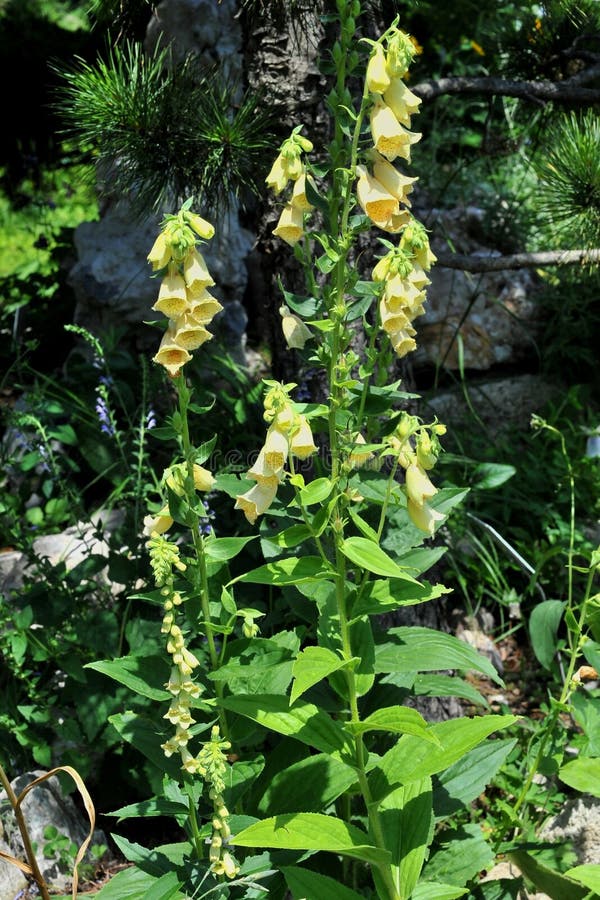 Digitalis ciliata stock photo. Image of fingehut, ciliate - 26587742