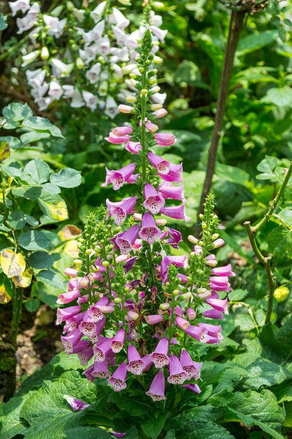 Digitalis Flower Foxglove in the Garden Stock Image - Image of ...