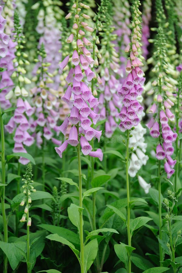 Foxglove flowers stock image. Image of ornamental, green - 14536381