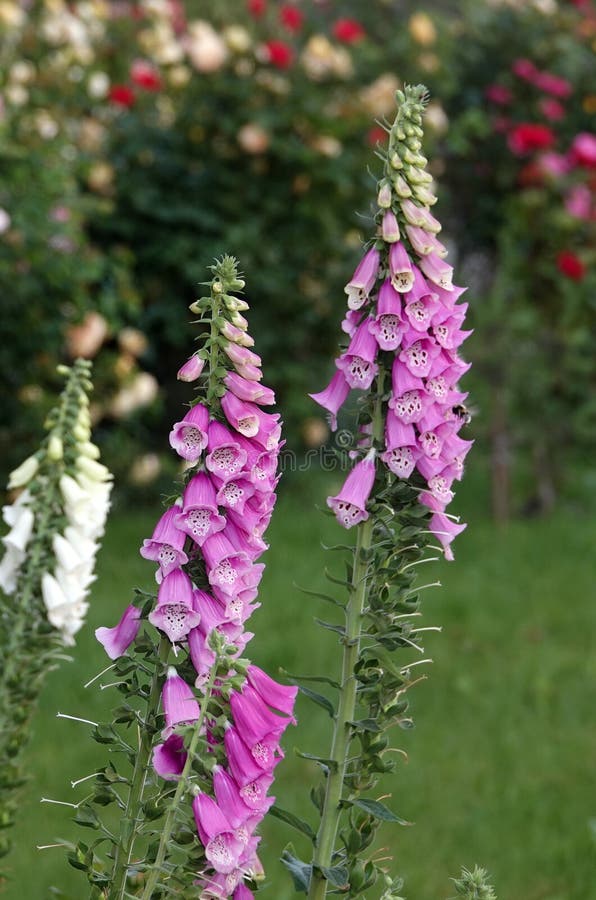 Digitalis flowers stock photo. Image of green, admire - 250902774