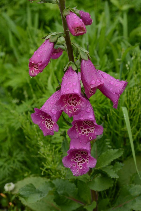 Digitalis flowers stock photo. Image of digitoxinwhich - 146971332