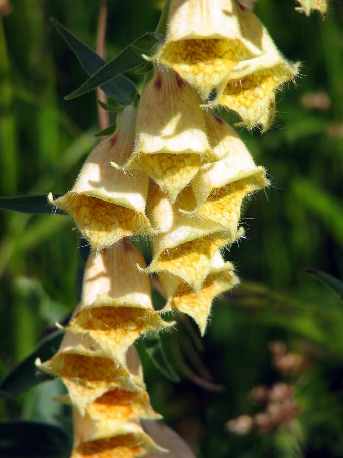Digitalis garden stock image. Image of field, colors - 15148235