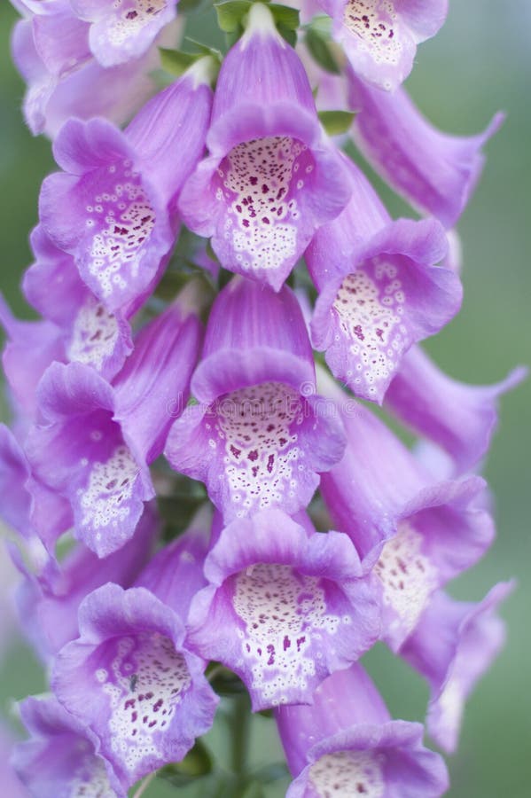 Digitalis stock image. Image of variety, lots, type, planting - 32338101