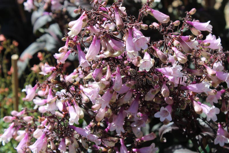 Penstemonflower Stock Photos - Free & Royalty-Free Stock Photos from ...