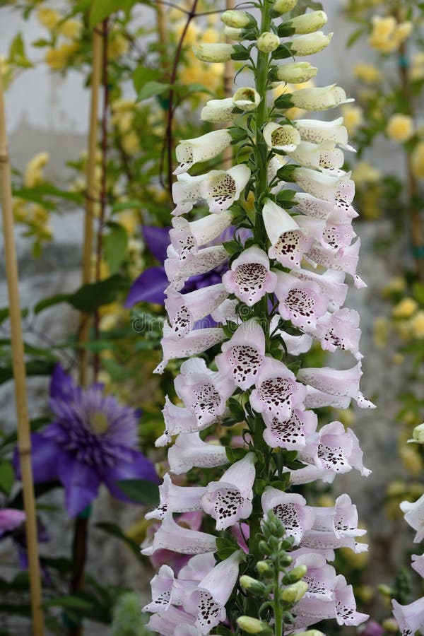 Digitalis plant stock photo. Image of decorative, flora - 92981882
