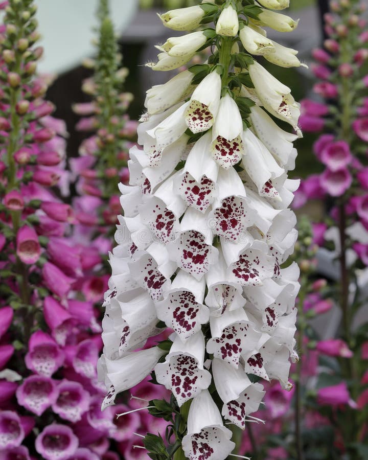Digitalis plant stock photo. Image of background, cottage - 92981934
