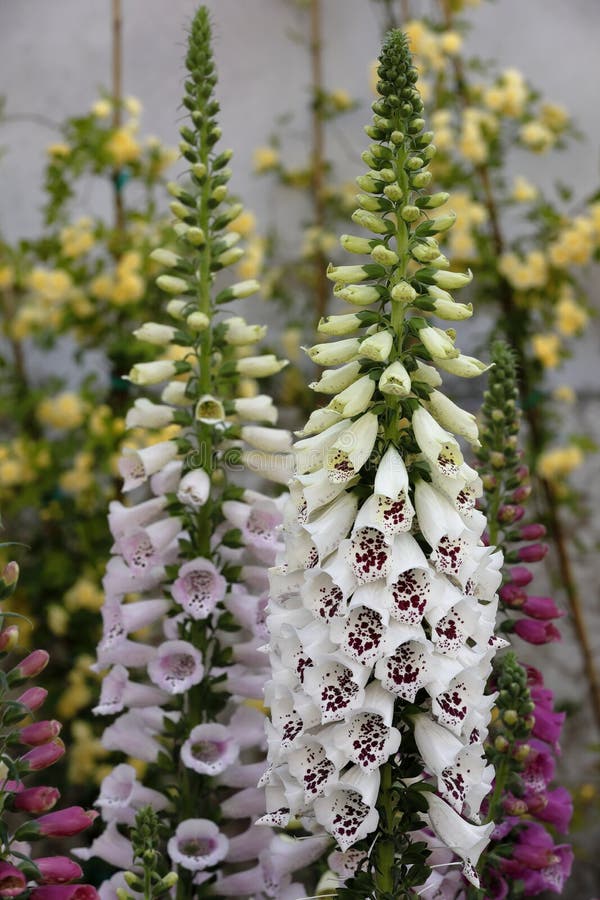 Digitalis plant stock image. Image of cottage, garden - 92982109