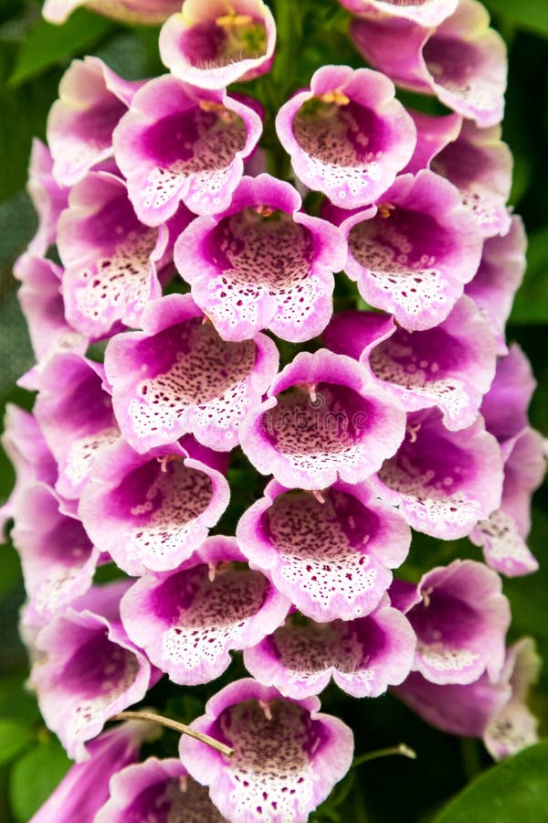 Digitalis purpurea stock image. Image of close, color - 54632669