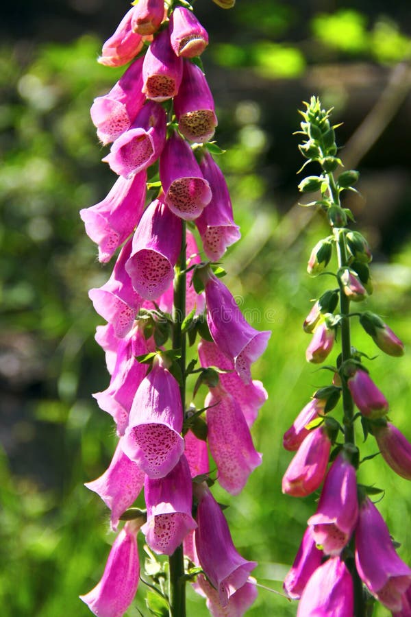 Digitalis Purpurea, or Common Foxglove Flowers in a Forest Stock Image ...