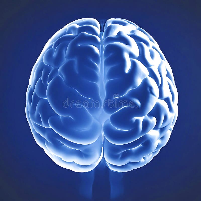 A Digitally Rendered Image of a Human Brain Viewed from Above. Stock ...