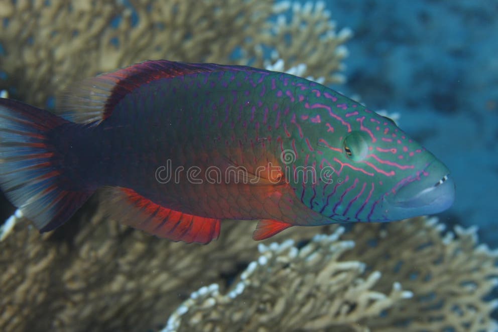 Digramma De Oxycheilinus - Mar Rojo Imagen de archivo - Imagen de vida ...