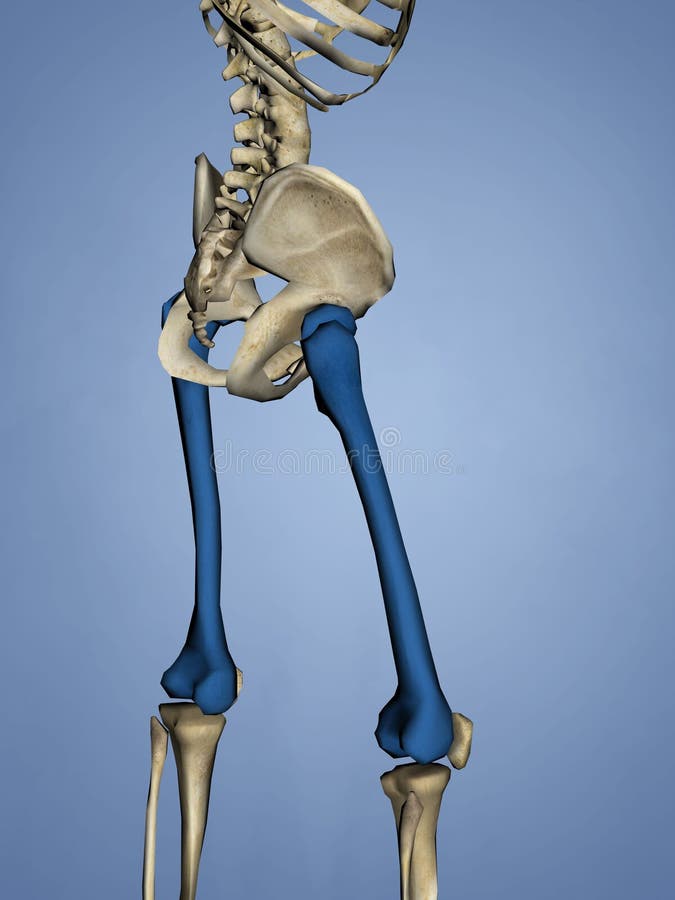 Dijbeenröntgenstraal Van Menselijk Lichaam En Skelet Stock Illustratie ...