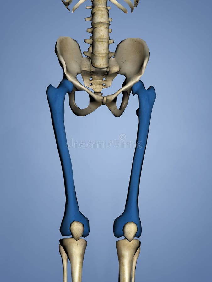 Dijbeenröntgenstraal Van Menselijk Lichaam En Skelet Stock Illustratie ...