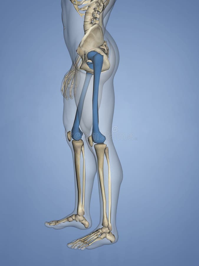 Dijbeen, 3D Model stock illustratie. Illustration of wetenschap - 94409855