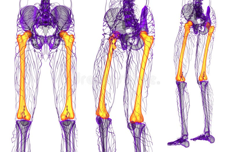 Het dijbeen stock illustratie. Illustratie bestaande uit been - 37487563