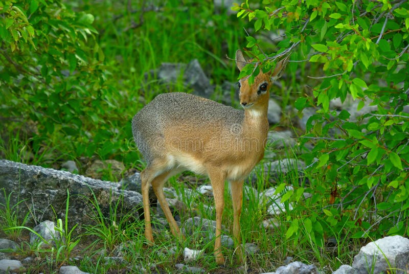 Dik Dik stock image. Image of south, jungle, africa, forest - 11620017