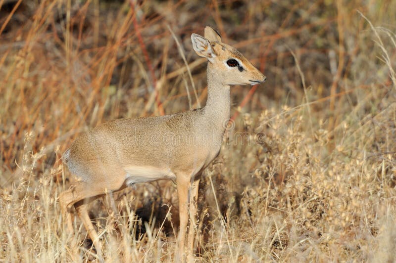 Dik-dik fotografering för bildbyråer. Bild av gasell - 46061313
