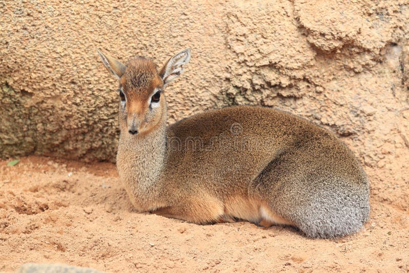Dik-dik stock photo. Image of nature, dikdik, lying, adult - 36171748