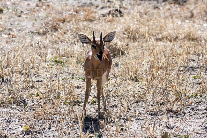 Female Dik Dik stock image. Image of tiny, small, serengeti - 28794683