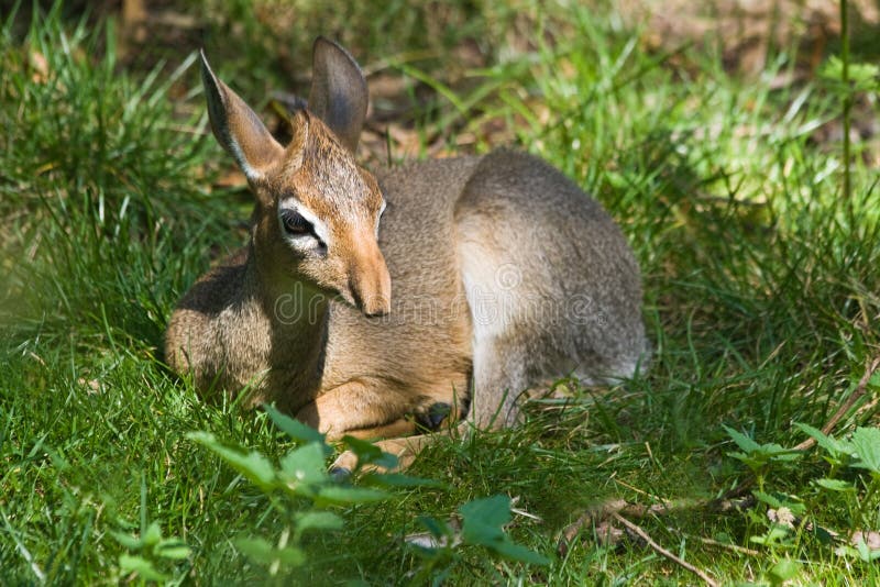 Kirk's Dik-dik - Pequena Antílope Imagem de Stock - Imagem de animais ...
