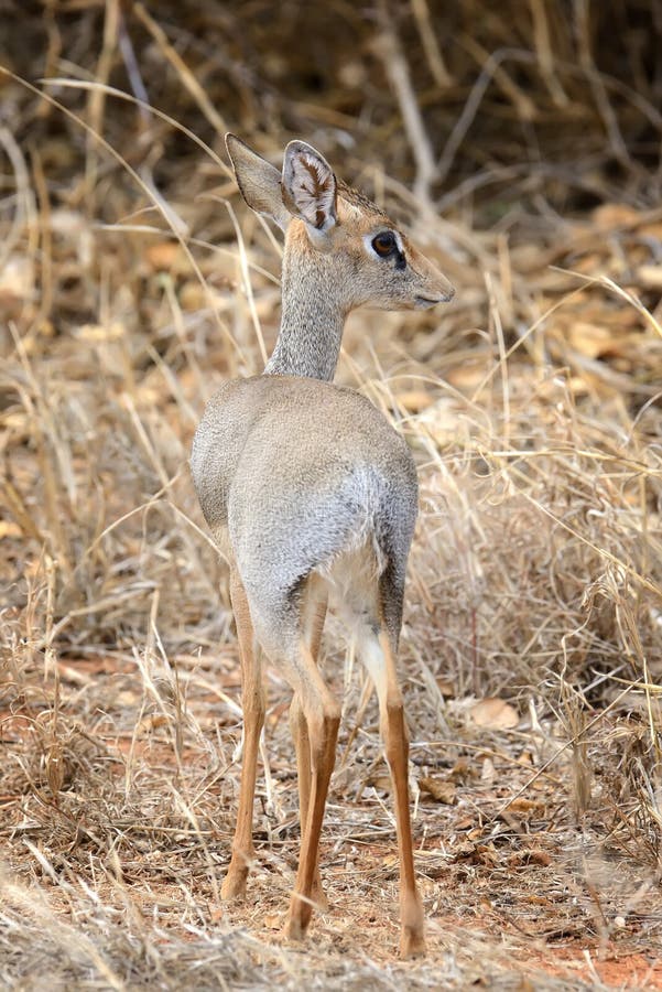Dik-dik in the National Reserve of Africa Stock Image - Image of kenya ...