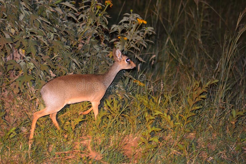 Dik-dik by Night, Maasai Mara Game Reserve, Kenya Stock Photo - Image ...