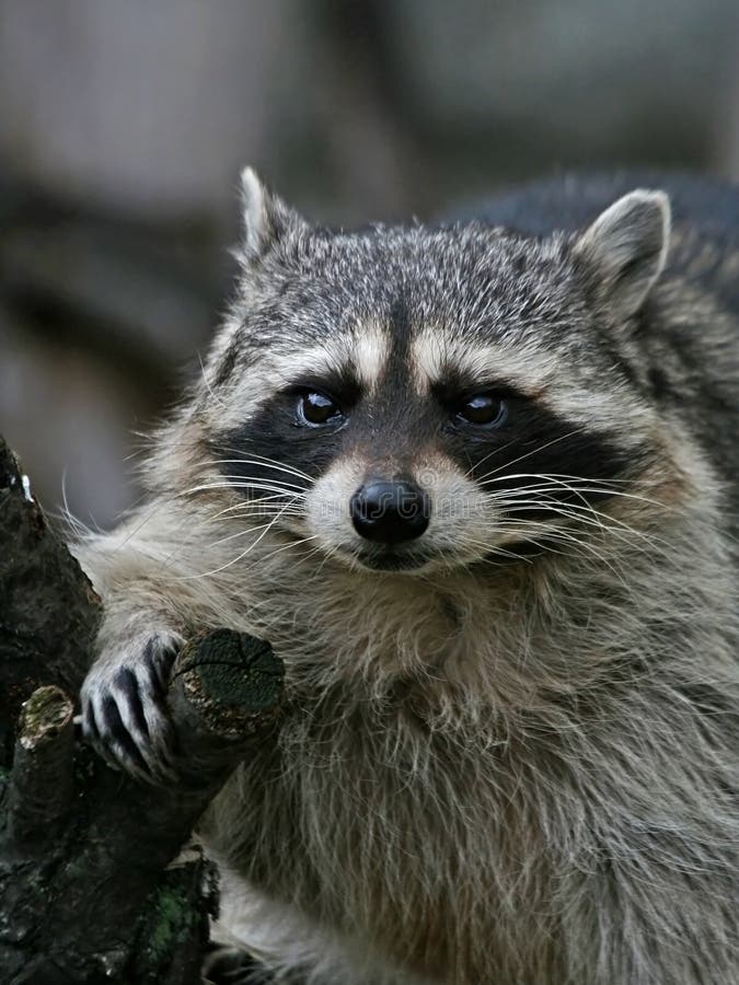 Gezicht van wasbeer stock foto. Image of nave, dier, quebec - 22075442