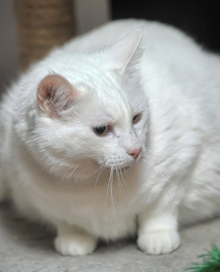 Dikke witte kat stock afbeelding. Image of blauw, aanbiddelijk - 40084989