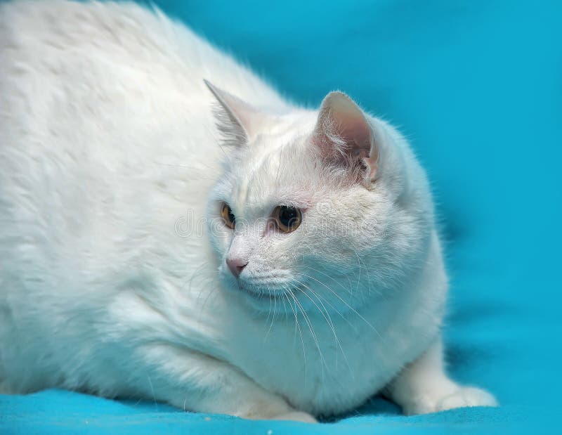 Dikke witte kat stock afbeelding. Image of klein, poot - 40086141