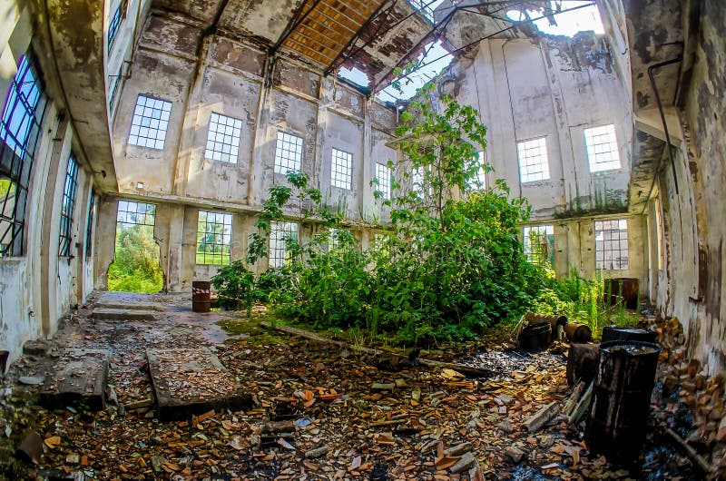 A Dilapidated Building with a Tree Growing Out of it Stock Image ...