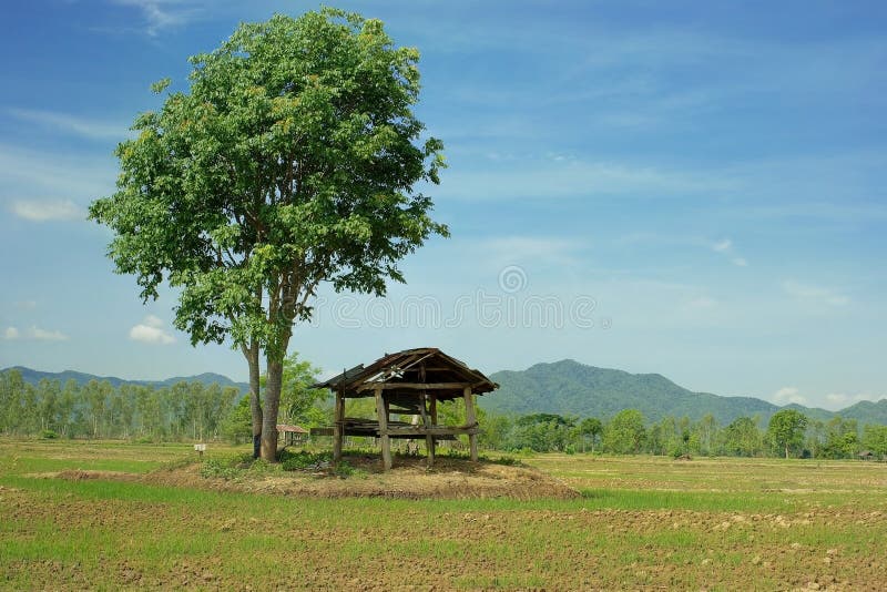 Dilapidated Shack Under Tree in Rice Sprouts Field Stock Image - Image ...