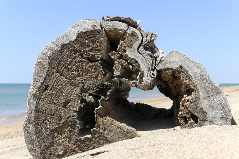 Dilapidated Tree with a Hole on the Shore of the Sea Stock Photo ...