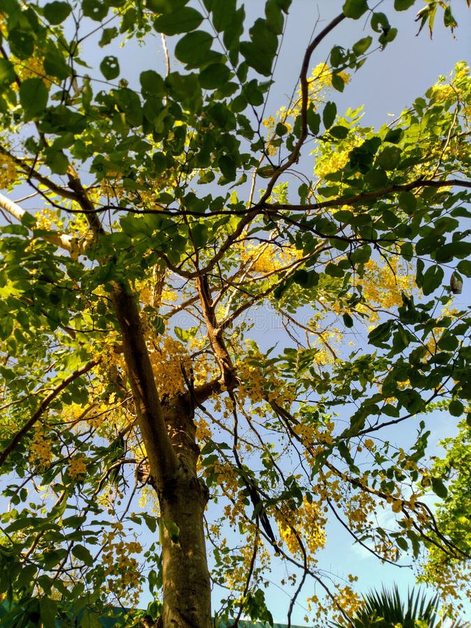 Dilaw Stock Photos - Free & Royalty-Free Stock Photos from Dreamstime