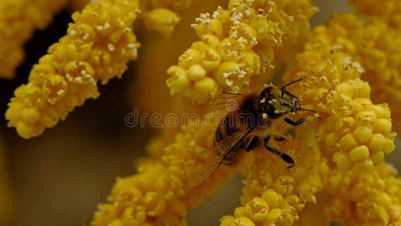 The Diligent Little Bee is Collecting Nectar from Peanuts Stock Image ...