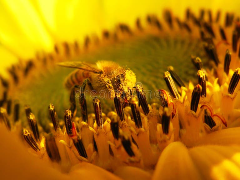 A diligent worker stock image. Image of hardworking, golden - 10071687