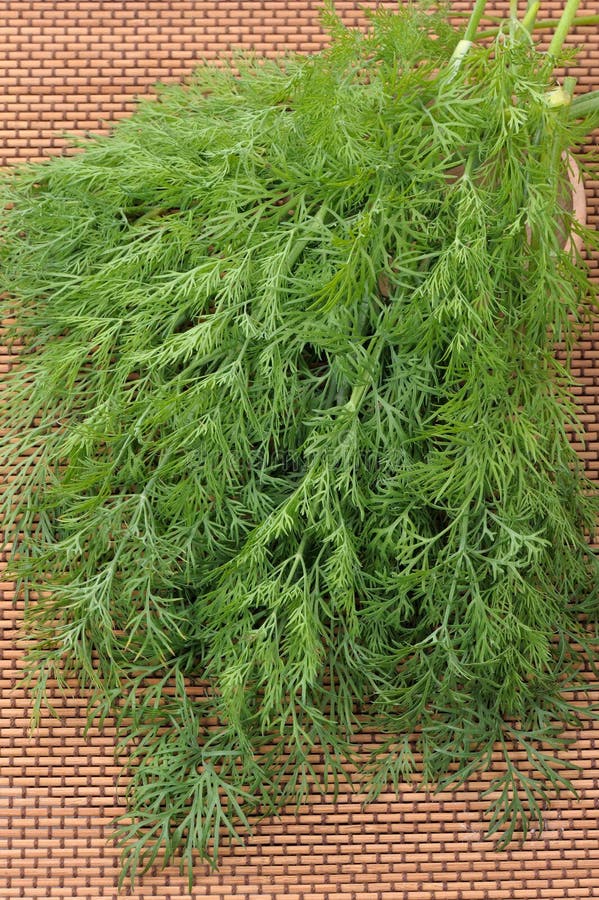 Dill stock image. Image of spice, ripen, condiment, crop - 11344097