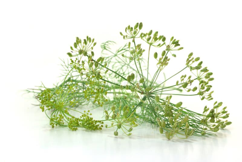 Dill stock photo. Image of healthy, vegetarian, vitamin - 15408078