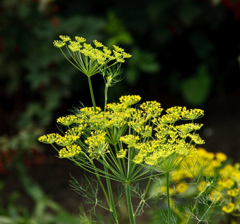 Dill stock photo. Image of modern, lush, close, element - 12124666