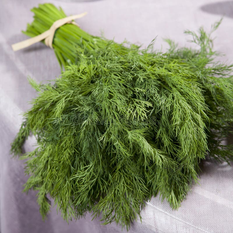 Dill stock photo. Image of ingredient, bunch, health - 24919948