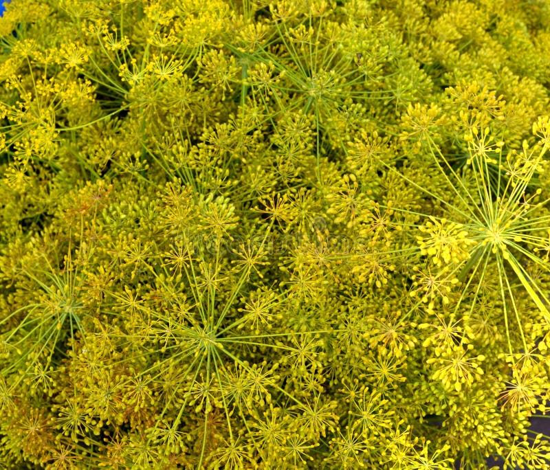 Dill stock photo. Image of farmers, produce, dill, stems - 26661488