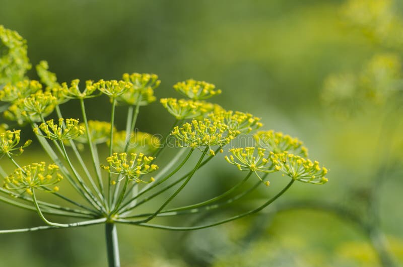 Dill stockfoto. Bild von hintergrund, nahrung, gras, landwirtschaft ...