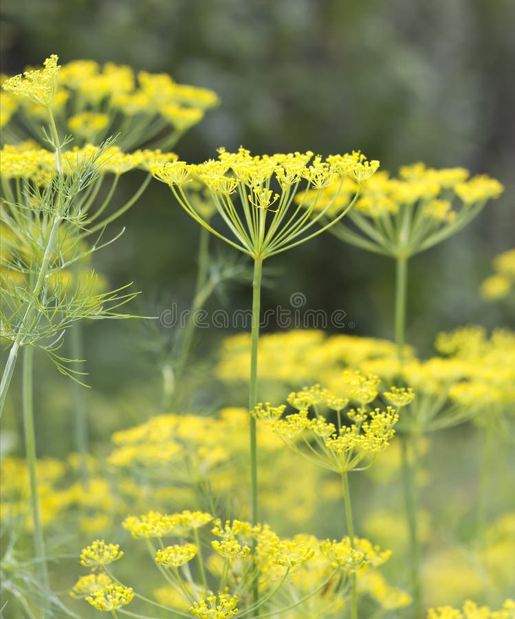 Dill fotografering för bildbyråer. Bild av natur, blomma - 43382115