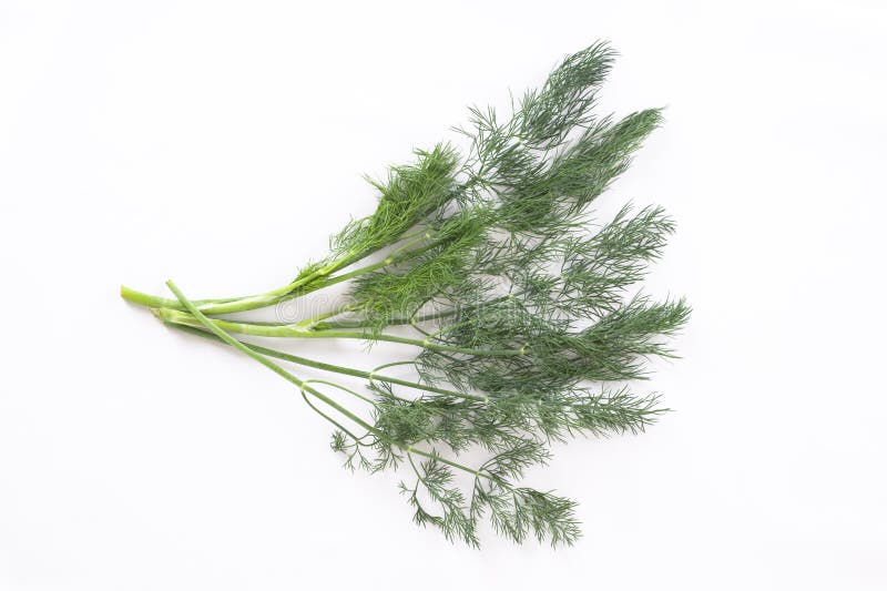 Dill stockbild. Bild von blatt, dill, fotographie, gemüse - 6407889