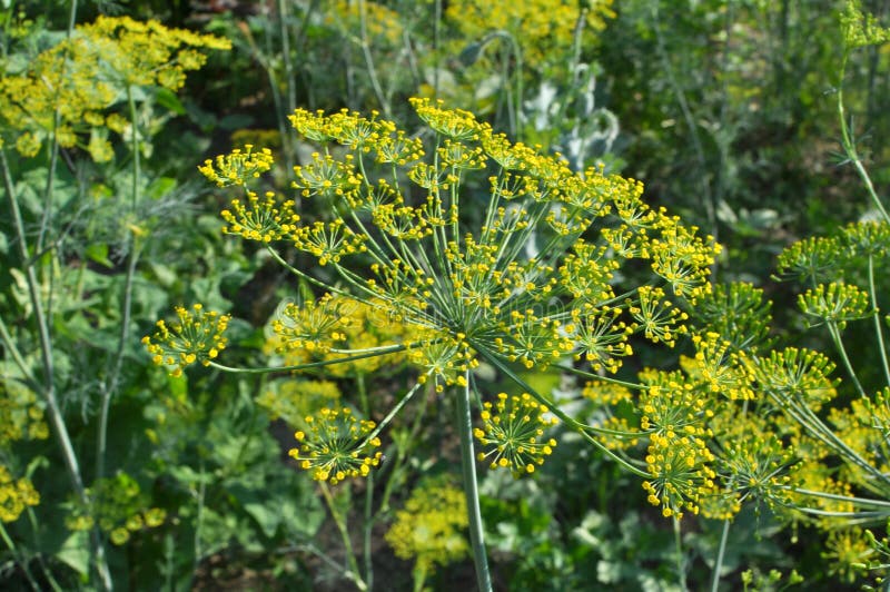 Dill Anethum Graveolens Grows in the Garden Stock Image - Image of ...