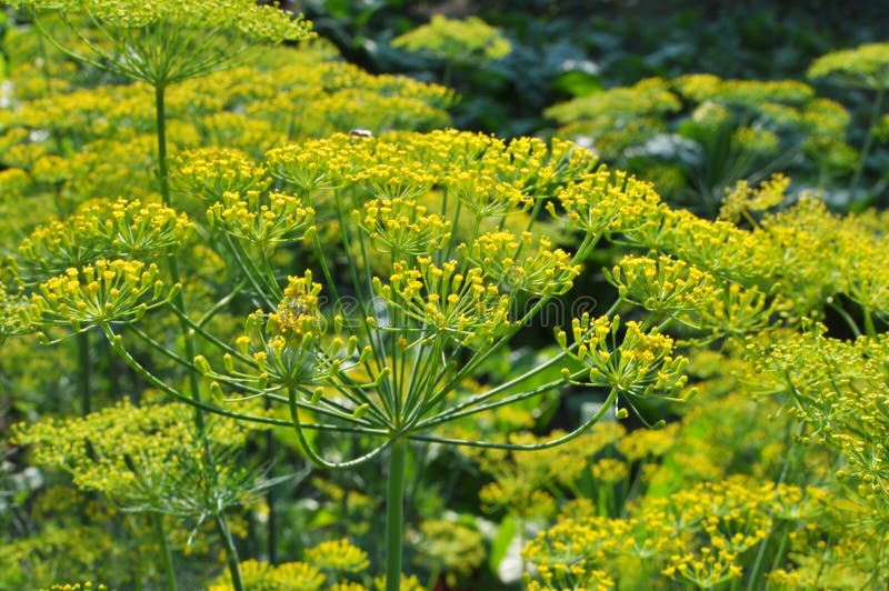 Dill (Anethum Graveolens) Grows in the Garden Stock Image - Image of ...